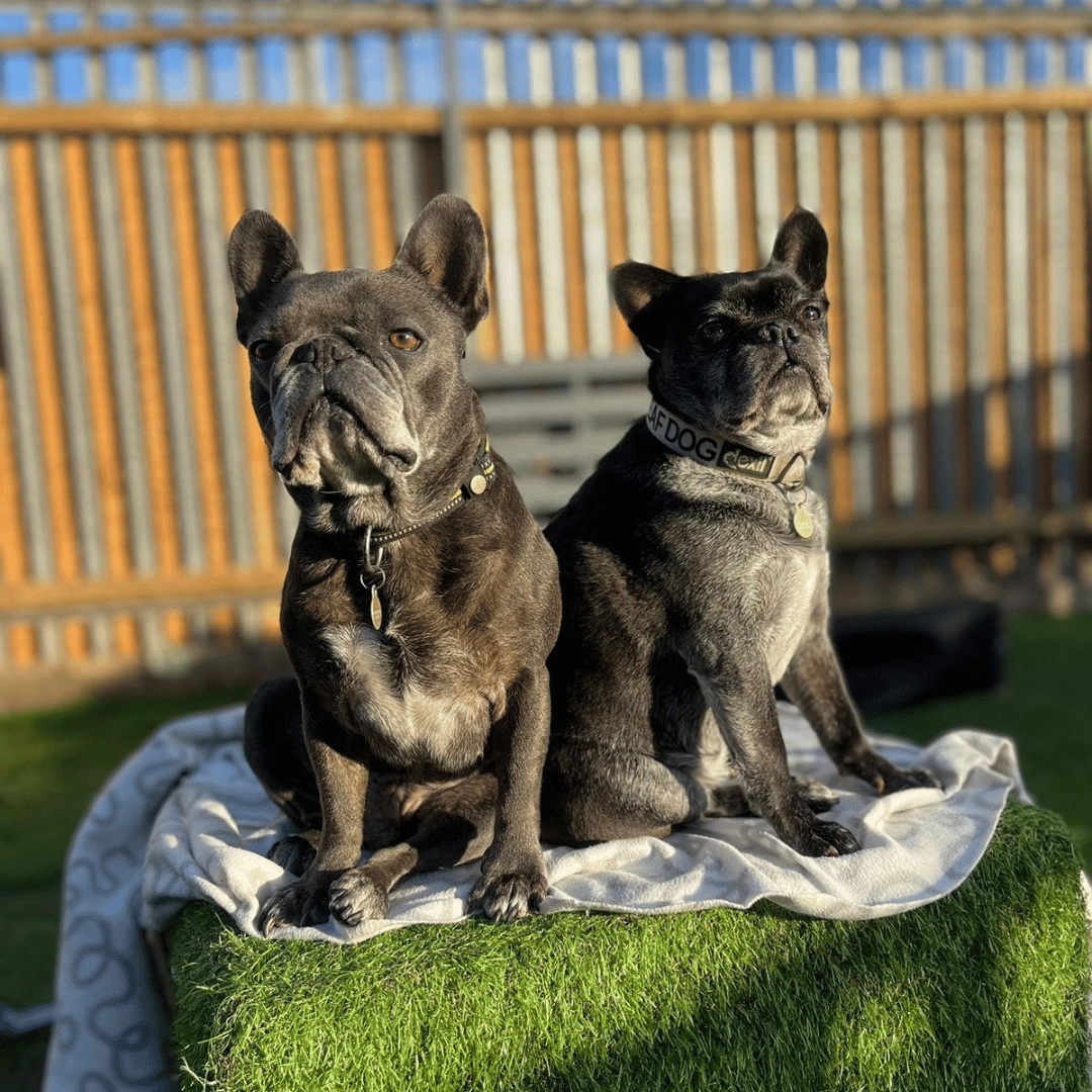 Breed Play Dates – Dog Days Glasgow